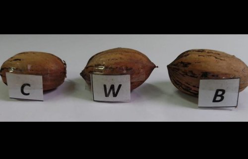 Inicia UACH venta de nuez “Wester, Barton y Criolla” para la temporada ...